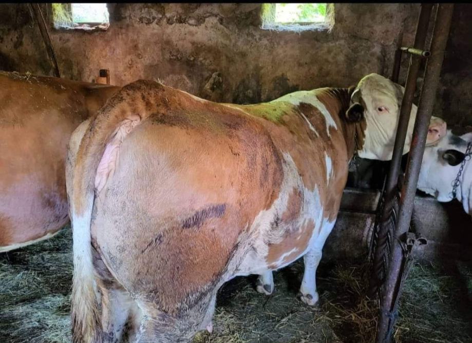 KUPIM KRAVE IN TELICE ZA ZAKOL (PLAČILO TAKOJ OB PREVZEMU)