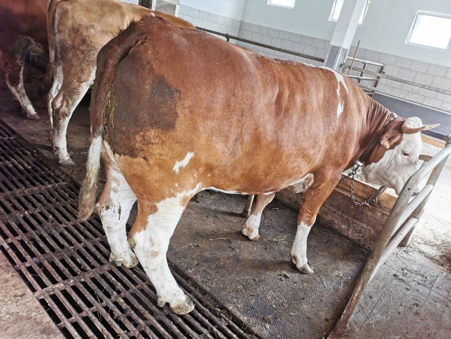 KUPIM KRAVE IN TELICE ZA ZAKOL (PLAČILO TAKOJ)