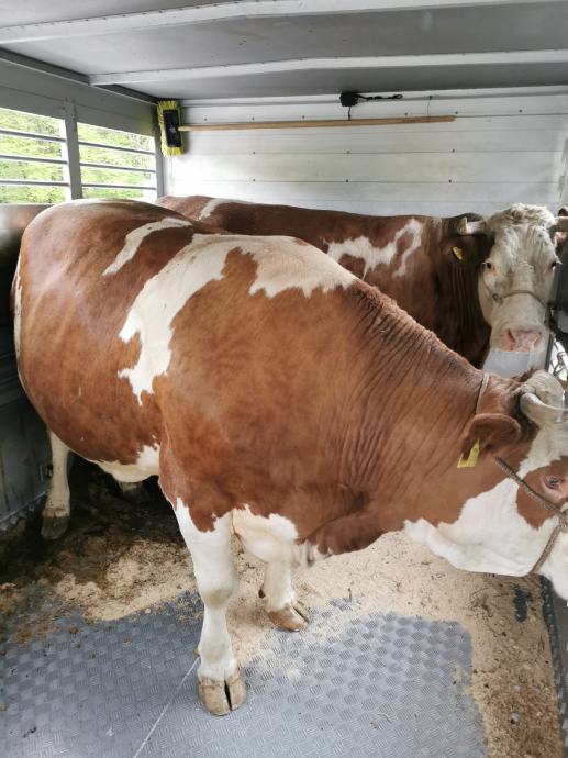 KUPIM KRAVE IN TELICE ZA ZAKOL (PLAČILO TAKOJ)
