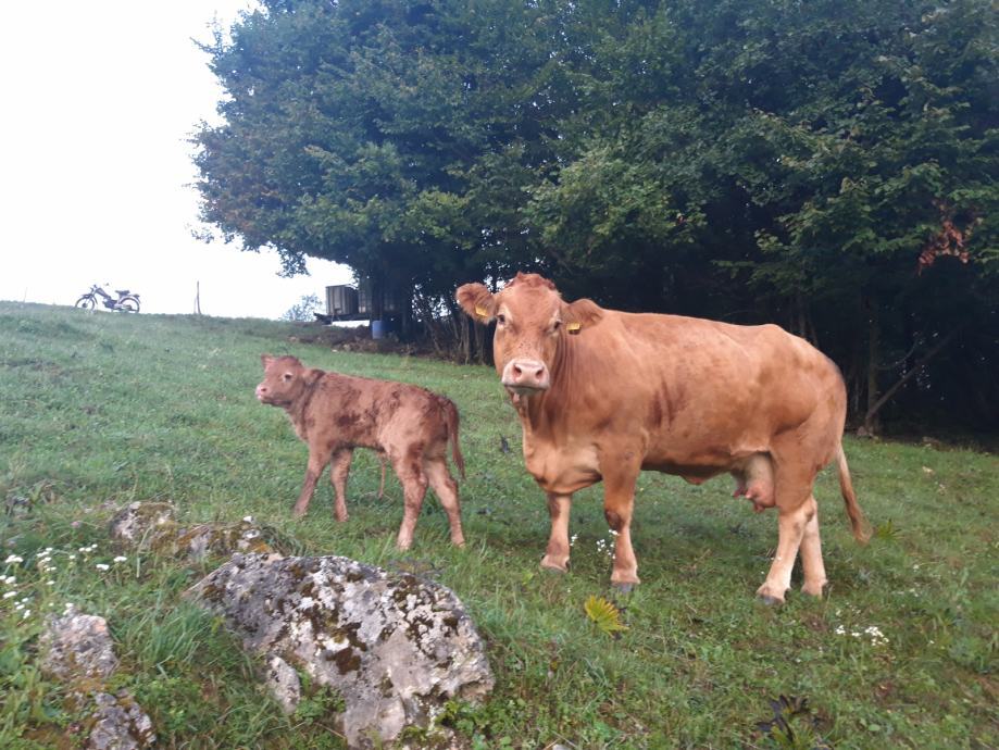 KUPIM KRAVE IN TELICE ZA ZAKOL