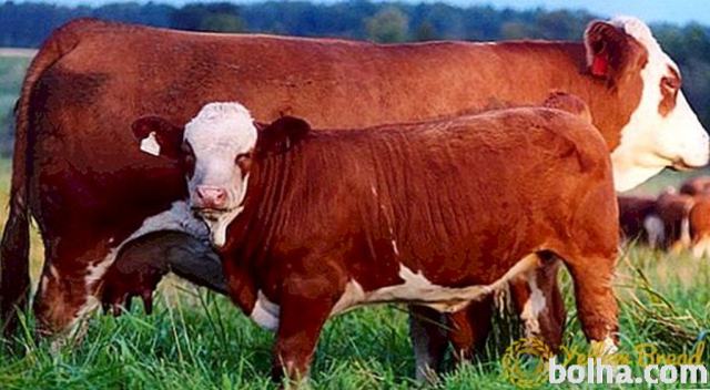 KUPIM KRAVE IN TELICE ZA ZAKOL