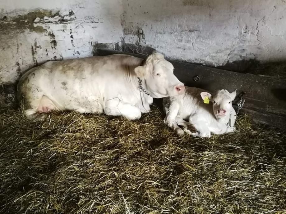 Kupim kravo ls belgijsko plavo s telicko