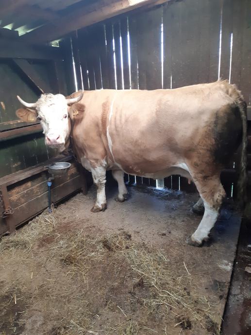 KUPIM PITANE KRAVE ZA ZAKOL