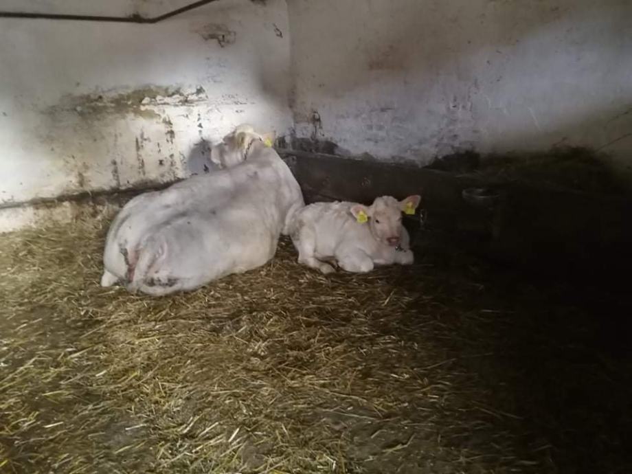 Kupim pitano kravo šarole za zakol