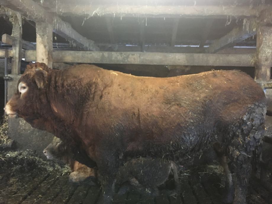 Licencirani plemenski bik limuzin