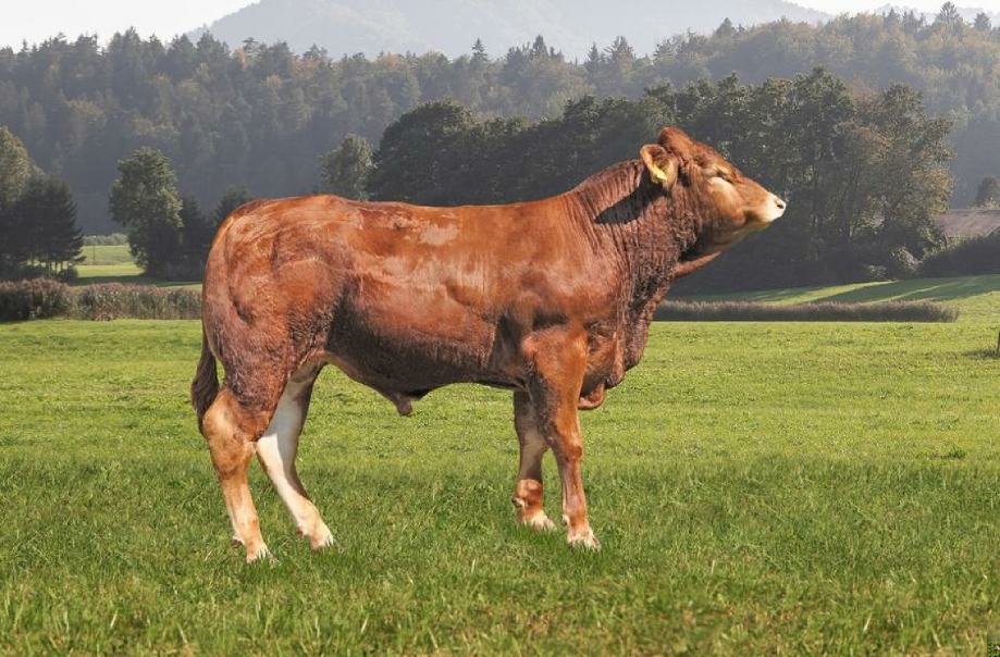 Limuzin telička-križanka, stara 1 mesec