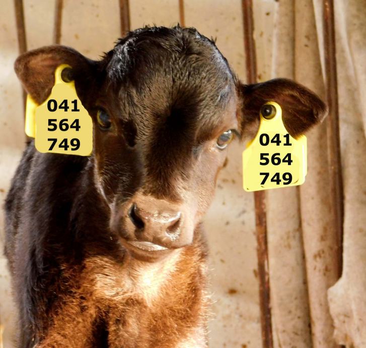 Mini Dexter irsko govedo