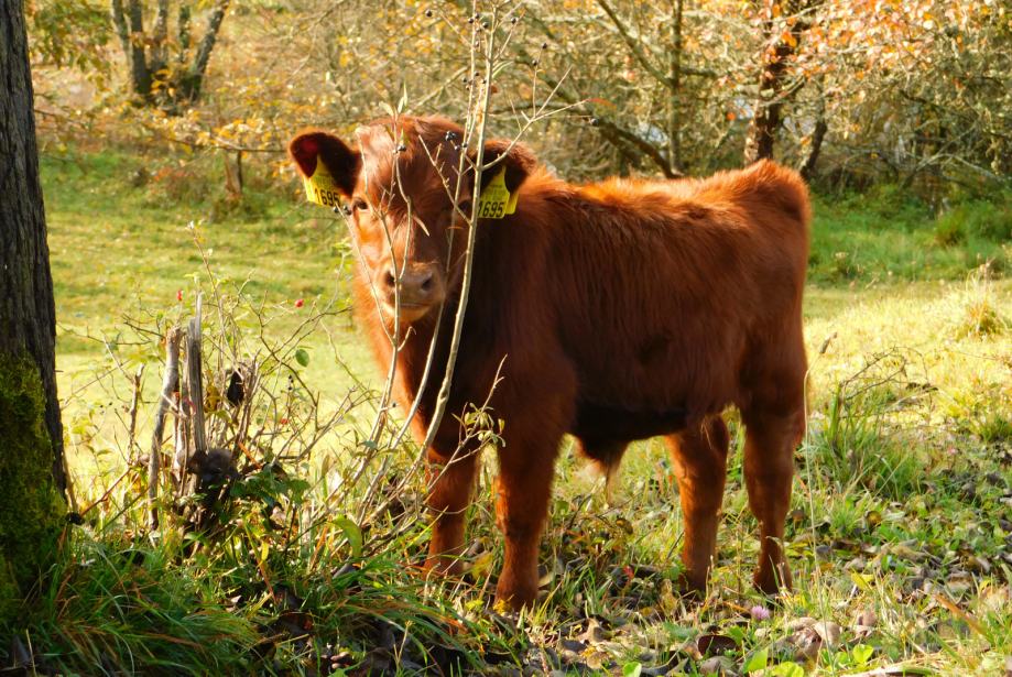 Mini Dexter irsko govedo