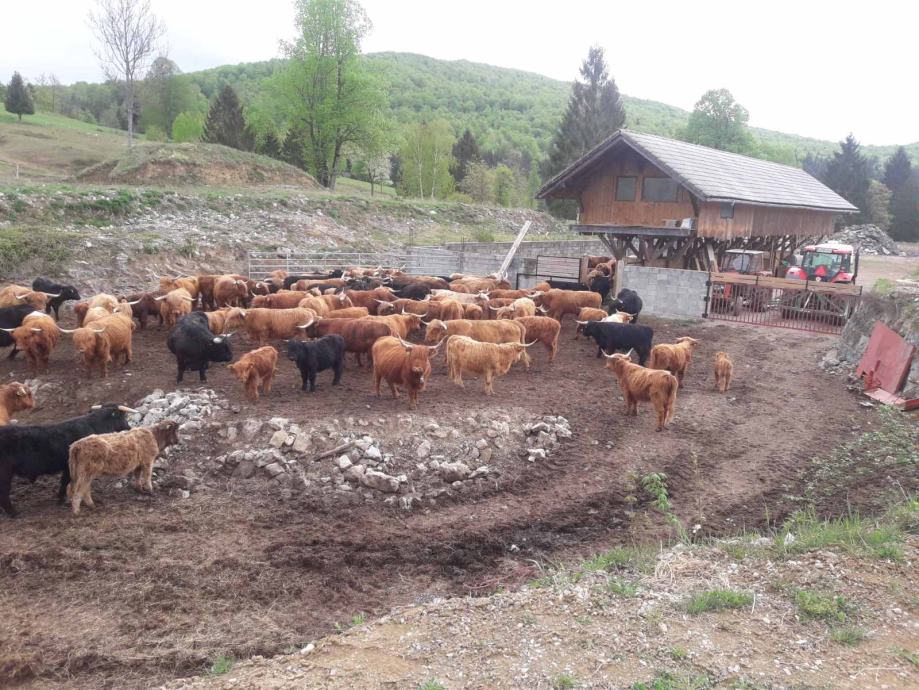 BIO ŠKOTSKO GOVEDO-največja reja v Sloveniji