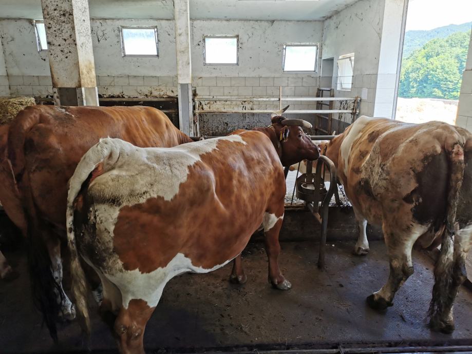 ODKUP GOVEDA ZA ZAKOL!!