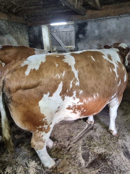 ODKUPUJEMO DEBELE KRAVE ZA ZAKOL ---> PLAČILO TAKOJ + DAVEK