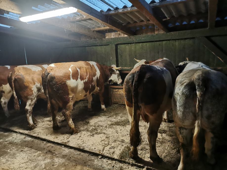 ODKUPUJEMO JALOVE KRAVE IN TELICE ZA ZAKOL!!