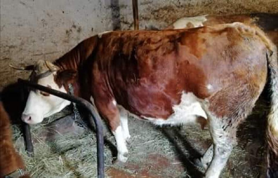 ODKUPUJEMO KRAVE IN TELICE ZA ZAKOL (PLAČILO TAKOJ +DAVEK)