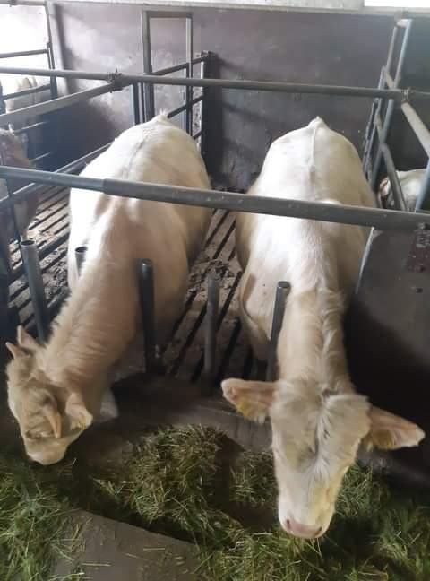 pašna bika šarole cha