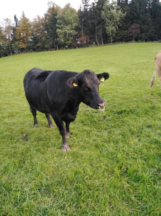 pašna breja krava angus