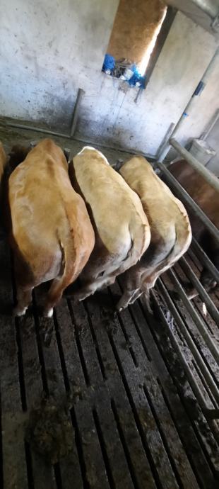 Pašne telice