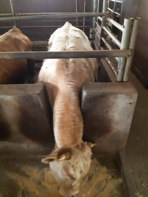 pašni bik šarole cha