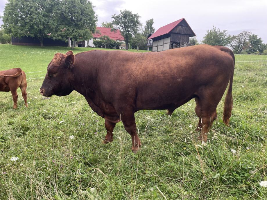 Plemenski bik RAG (Angus)
