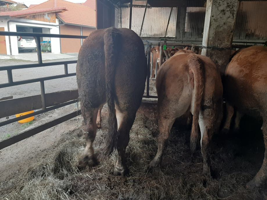 Plemenski biki limuzin z pedigrejem