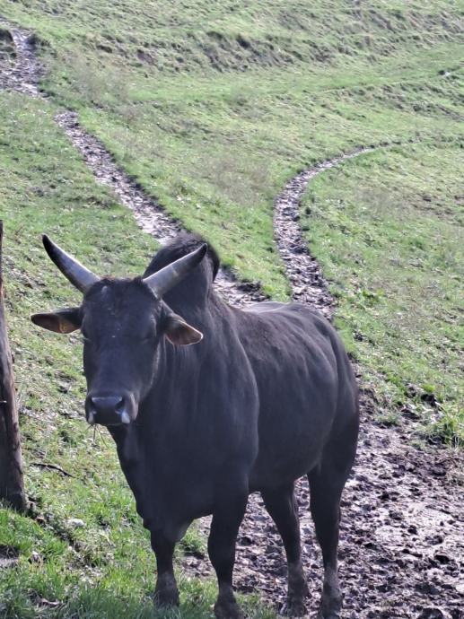 PRITLIKAVI ZEBU - BIK