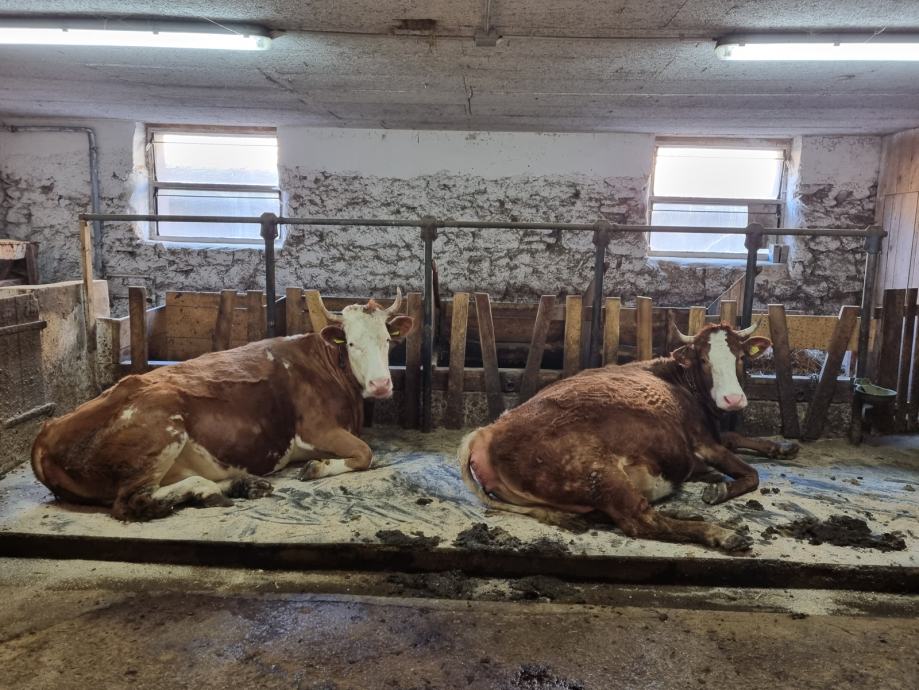 Prodam 2 breji kravi