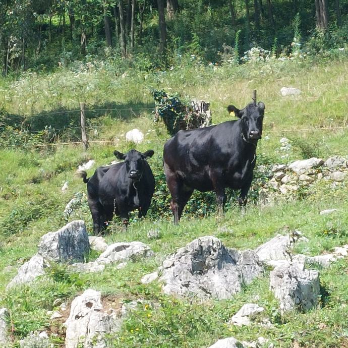 Prodam 2 kravi angus