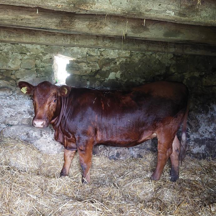 Prodam 2 kravi angus