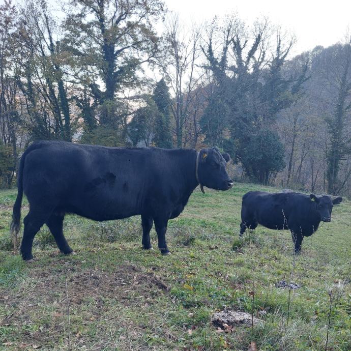 Prodam 2 kravi angus