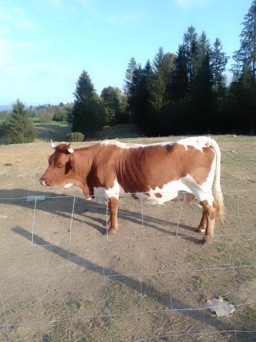 Prodam 2 kravi ciki