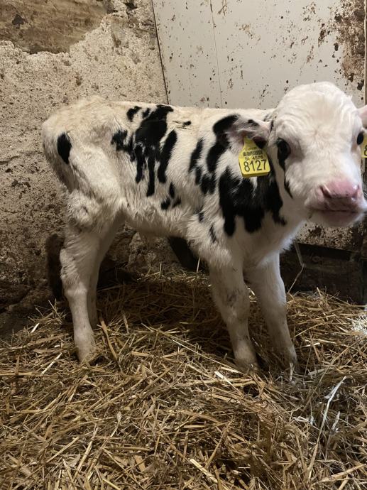 Prodam 8 bikcov pasme čb