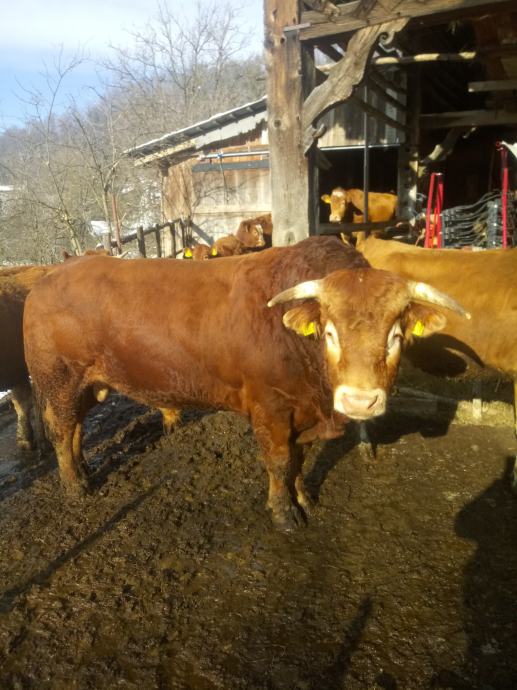 Prodam bika pasme Limuzin