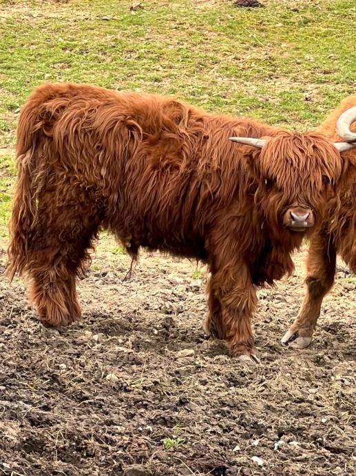 Prodam bika Škotsko višavsko govedo - zelo lep