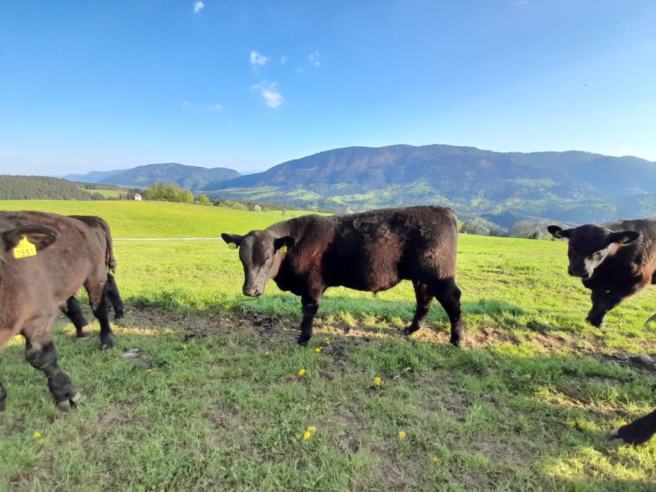 Prodam bikca Aberdeen angus (plemenski)