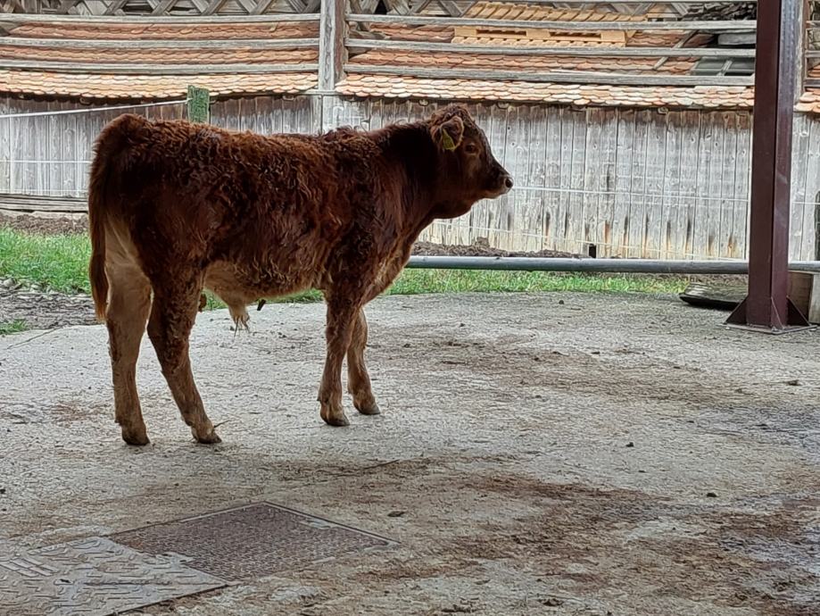 Prodam bikca limuzin strarega 6 mesecev in dve telici limuzin pašne