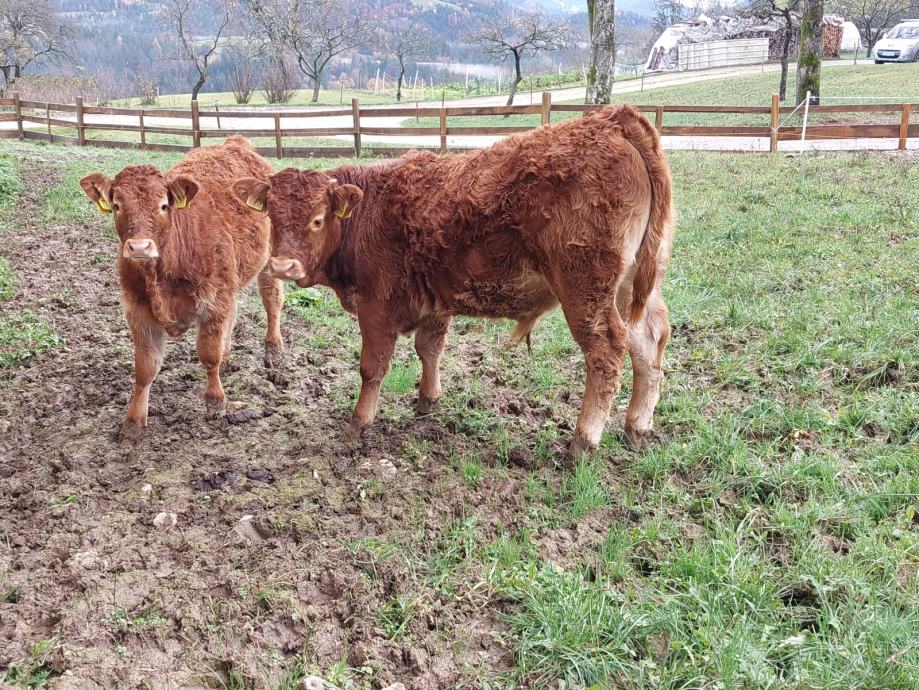 Prodam bikca limuzin strarega 6 mesecev in dve telici limuzin pašne
