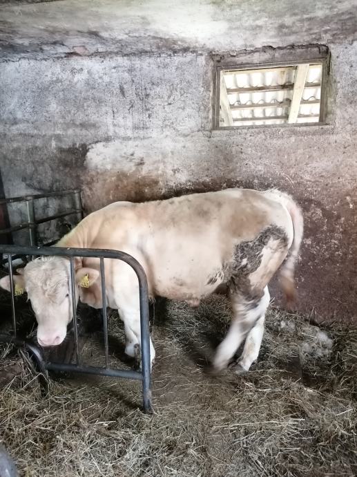 Prodam bikca - šarole.