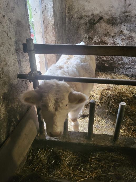 prodam bikca Šarole