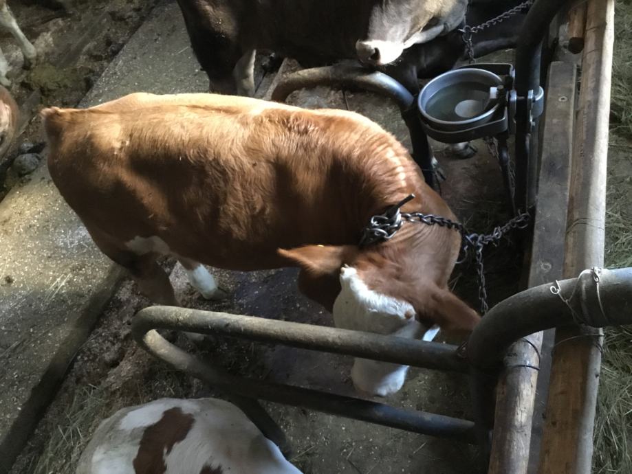 Prodam bikca simentalca