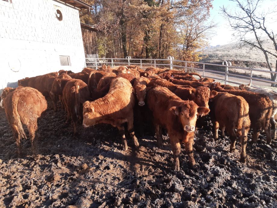 PRODAM BIKCE IN TELICE MESNE PASME ŠAROLE, LIMUZIN od 180- 250kg