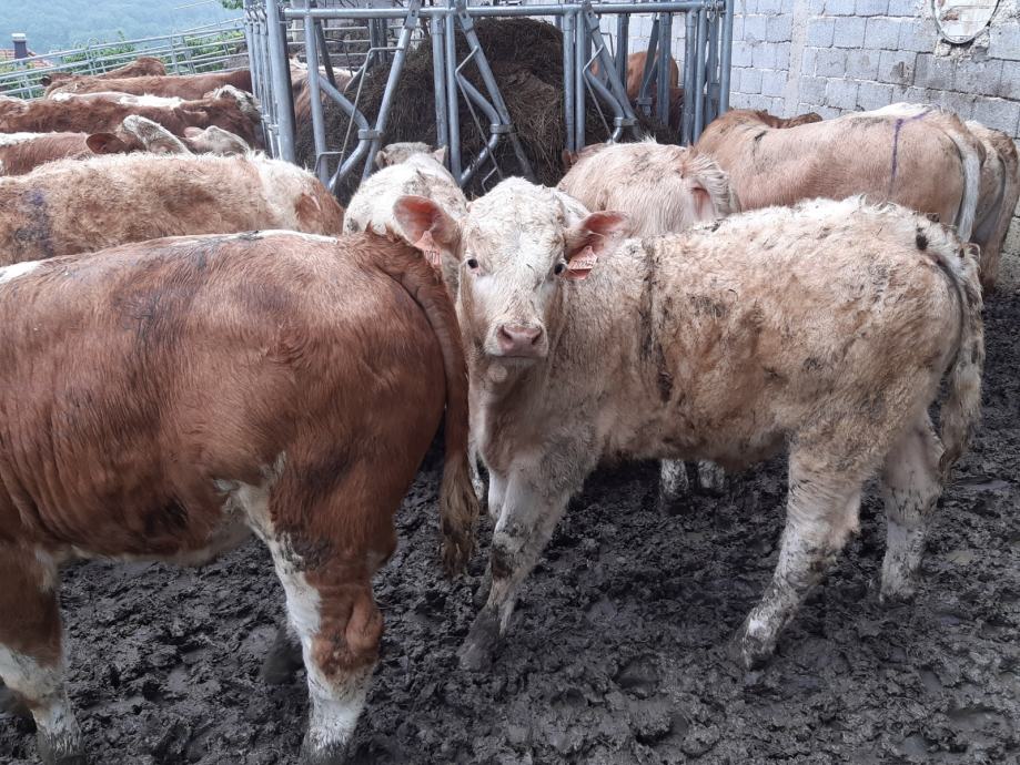 PRODAM BIKCE šarole limuzin simental KUPIM GOVEDO ZA ZAKOL