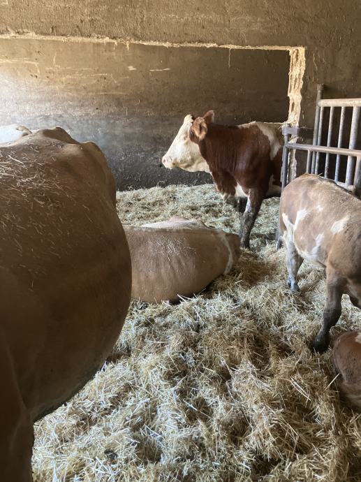 Prodam breje simentalke ali z teletom