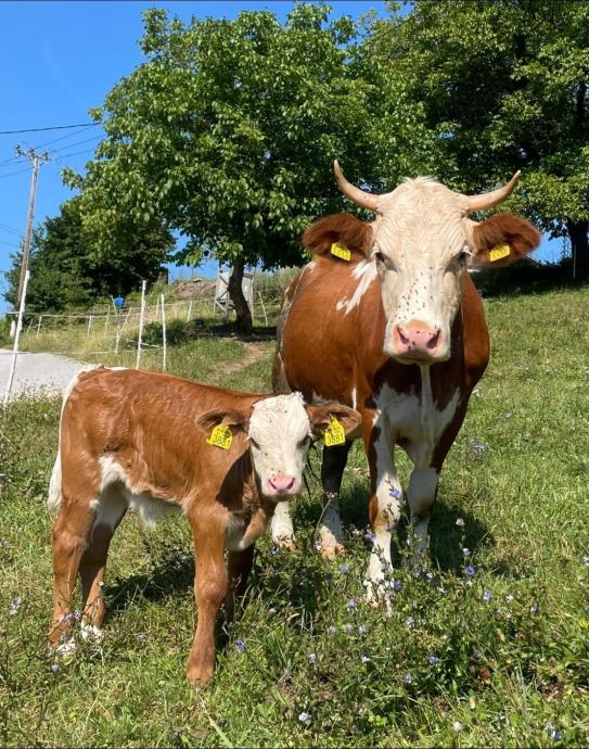 PRODAM BREJO KRAVO S TELETOM