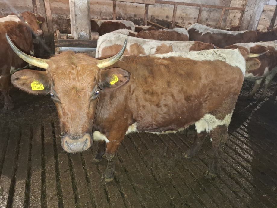 Prodam cike antothona pasma brejo telico in brejo kravo
