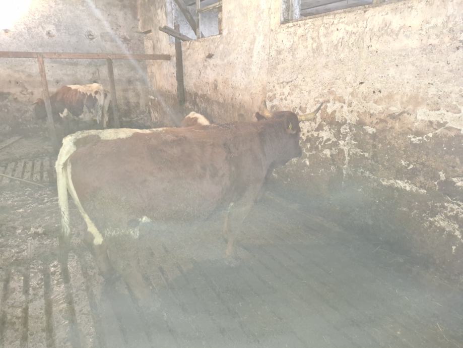 Prodam cike antothona pasma brejo telico in brejo kravo