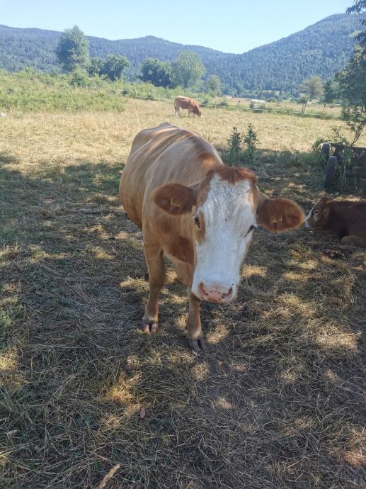 Prodam krava z teletom in ena breja