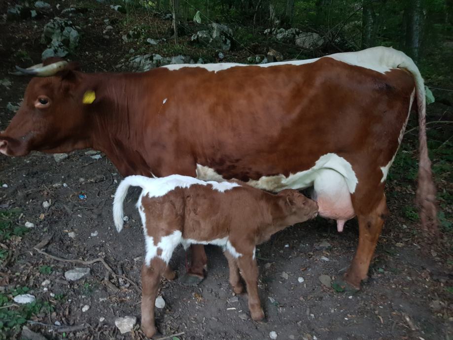 Prodam krave z teletom