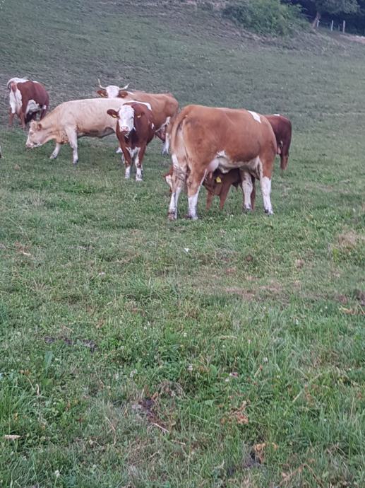 Prodam krave z teletom