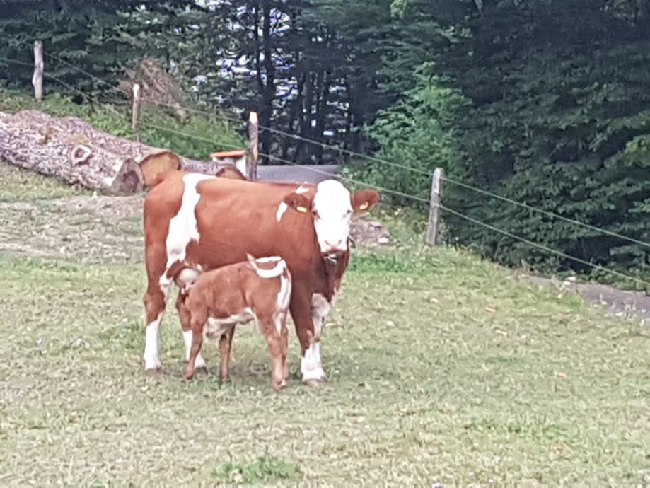 Prodam krave z teletom