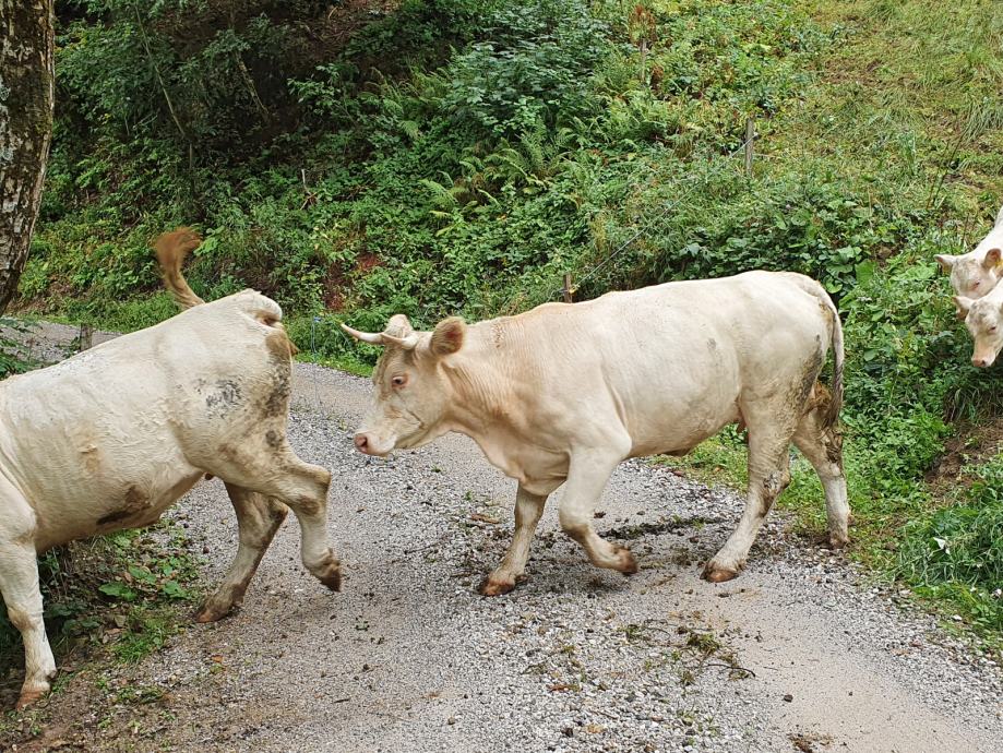 PRODAM DVE KRAVI CHA