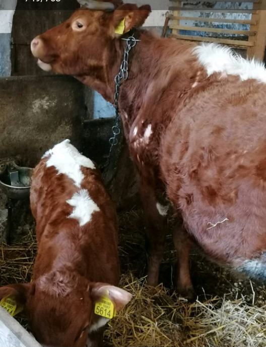 Prodam kravo ciko s teličkom